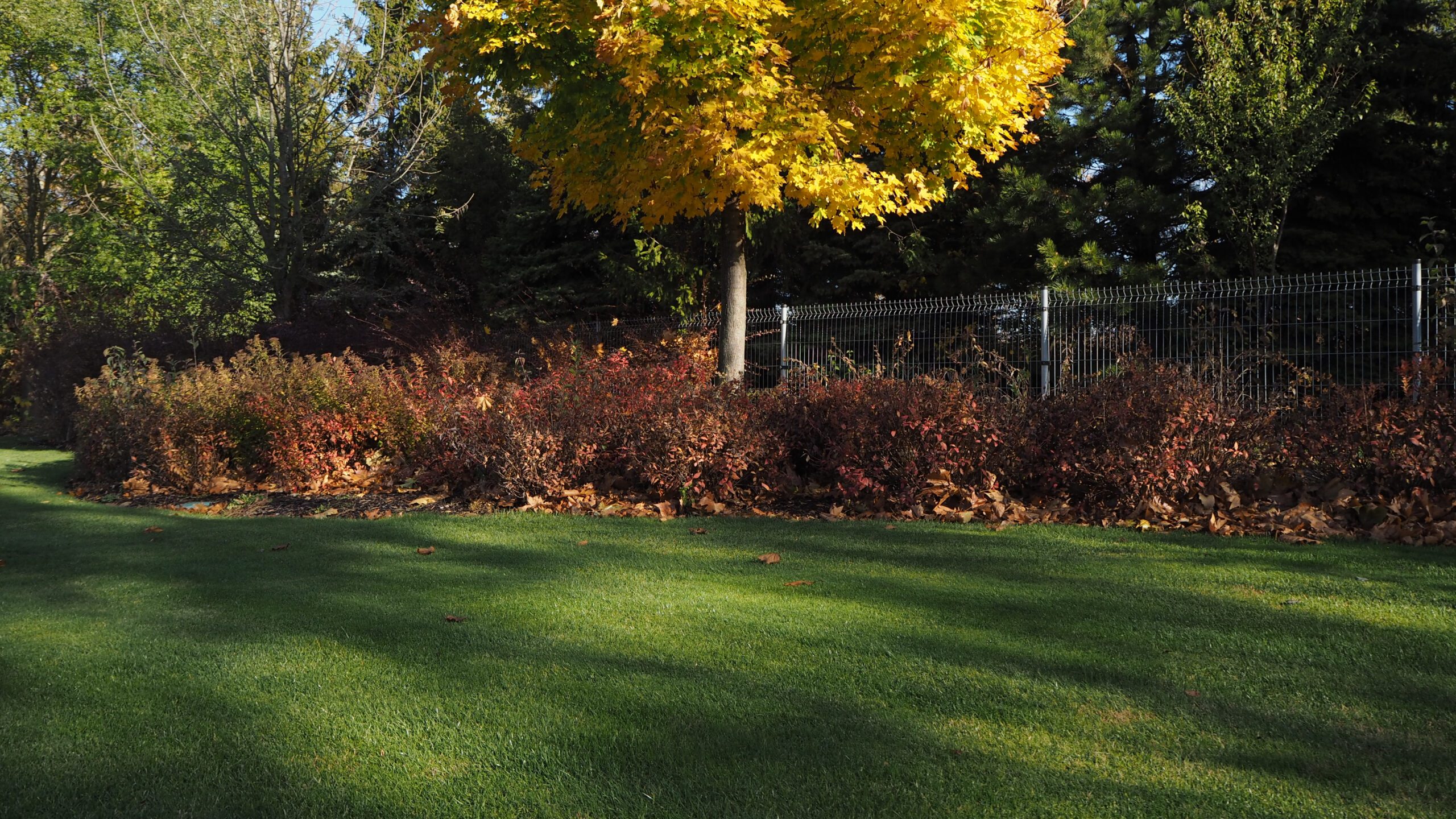 Landscape Maintenance | Chico, CA - LC Landscape Inc.